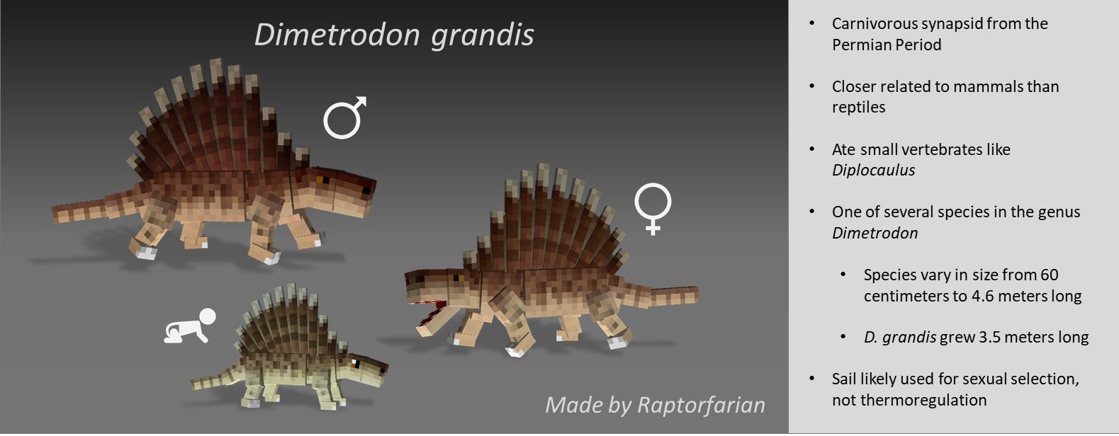 Dimetrodon Fossils