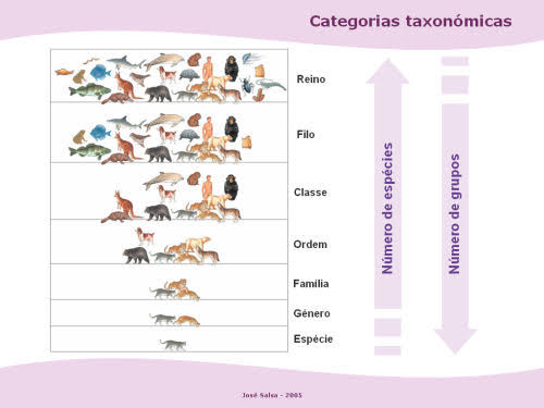 Dominio Reino Filo Classe Ordem Familia Genero Grafico De Especies