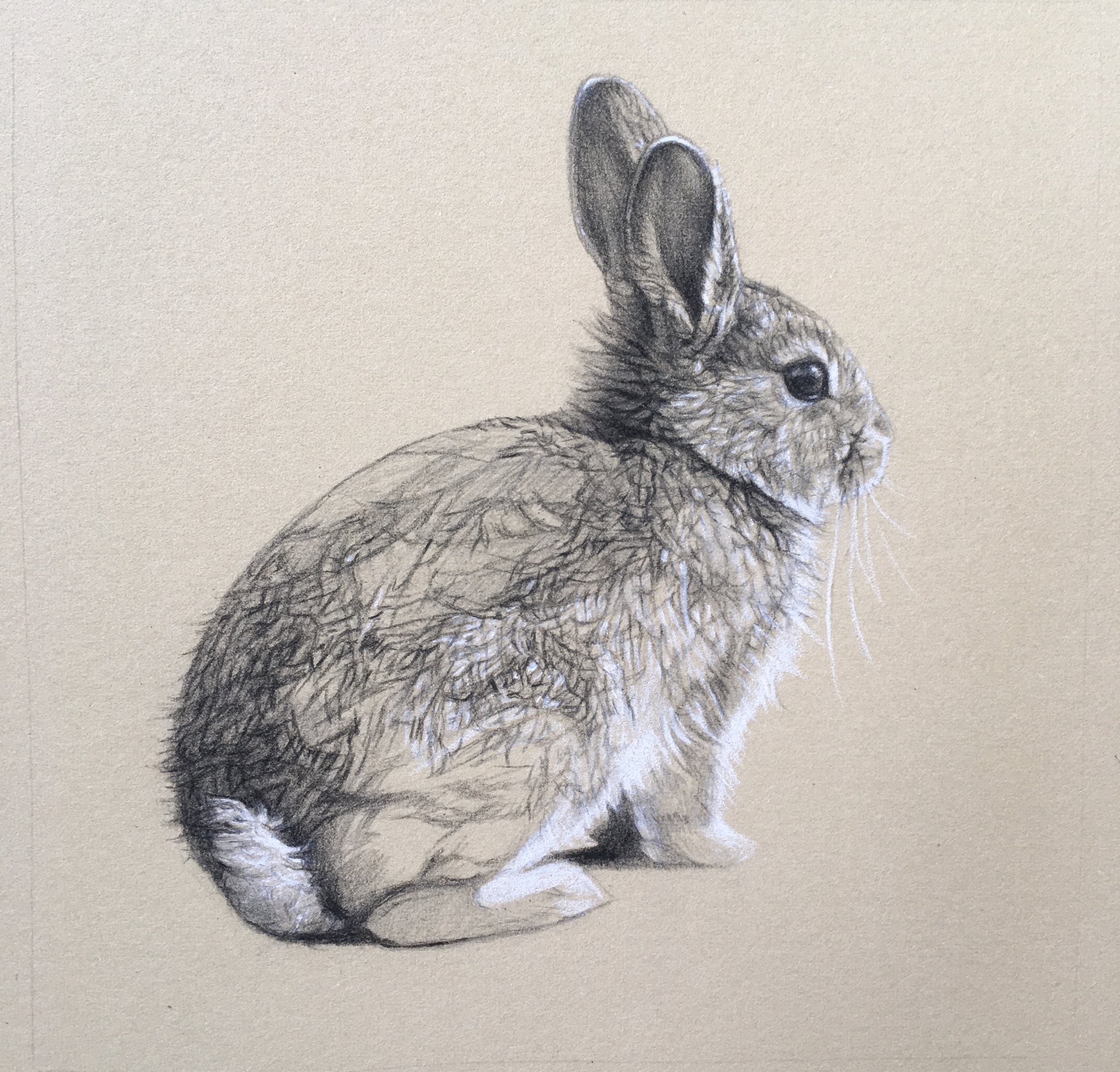 Pygmy Rabbit Drawing