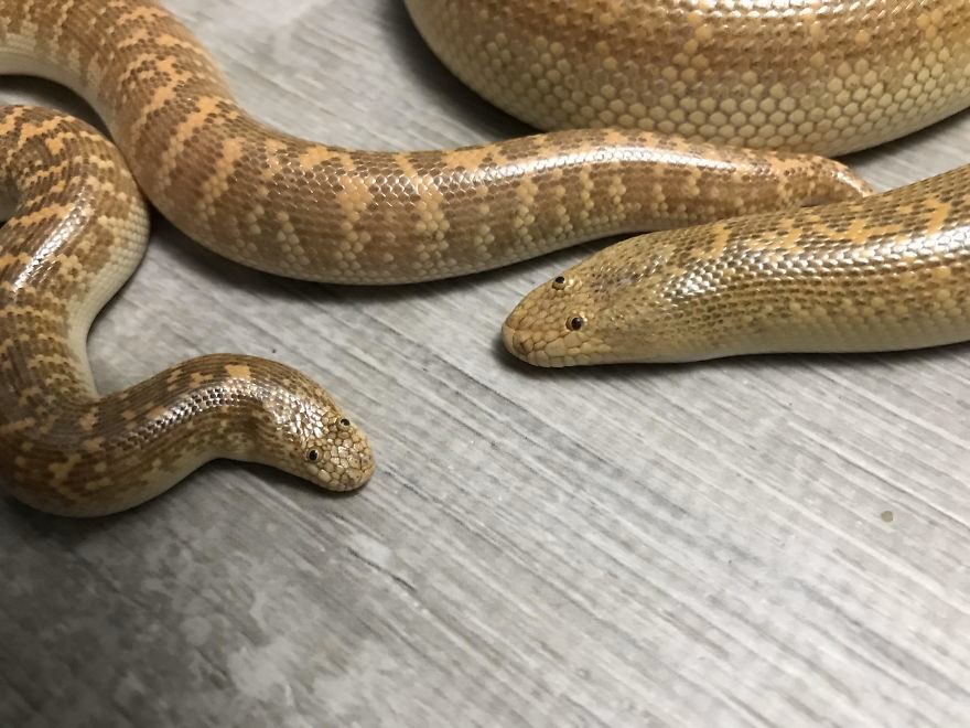 Funny Looking Snakes