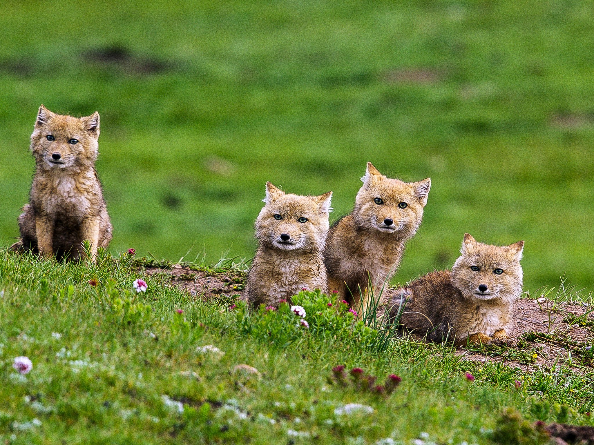 Tibetan Fox Pup