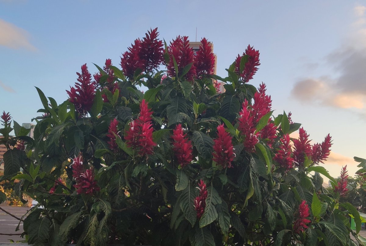 costo invadir Adulto planta manto rojo Forzado Enviar puñetazo