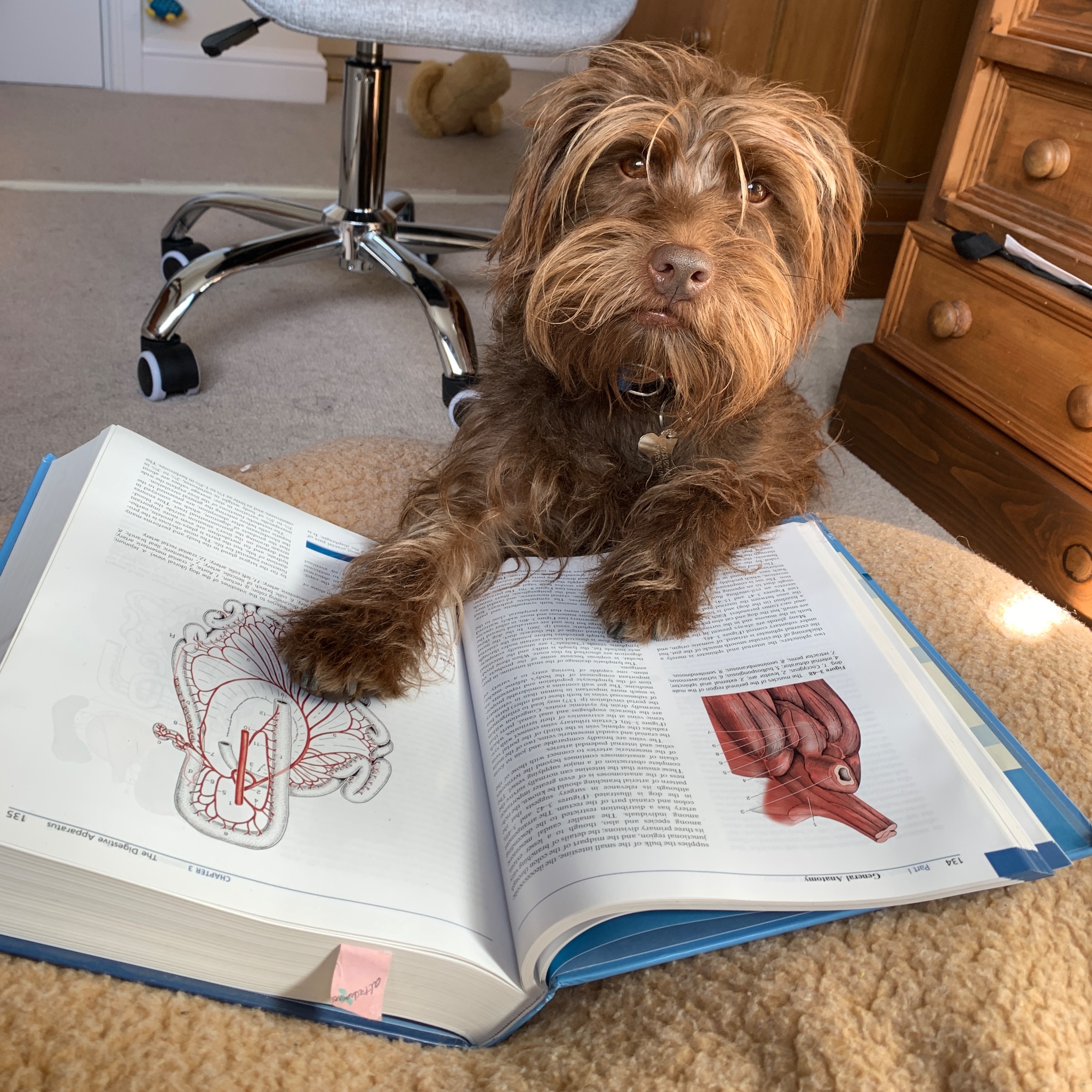 Puppy Studying