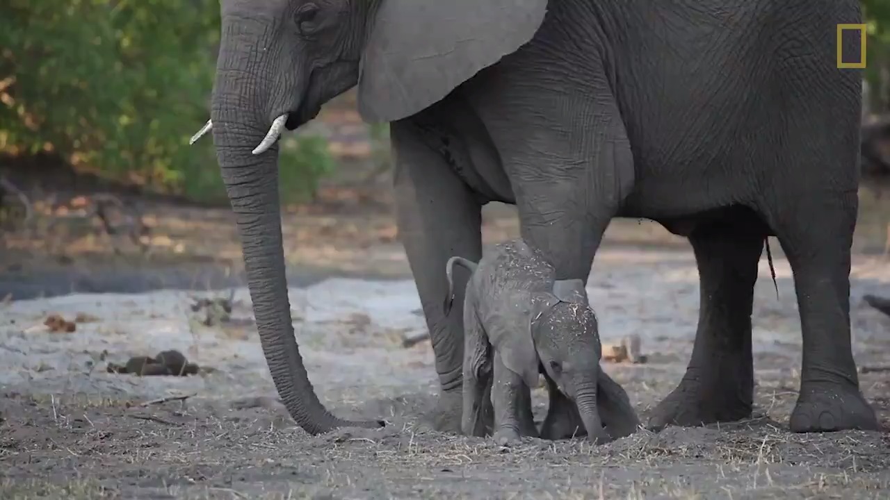 National Geographic on Twitter: "Happy #SaveTheElephantDay! If you need ...