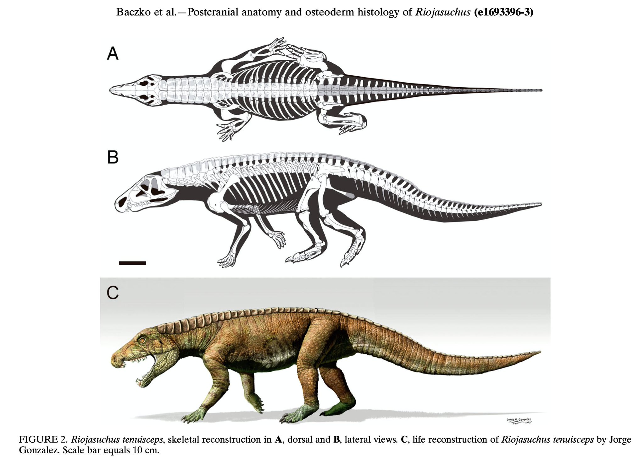 Riojasaurus Skeleton