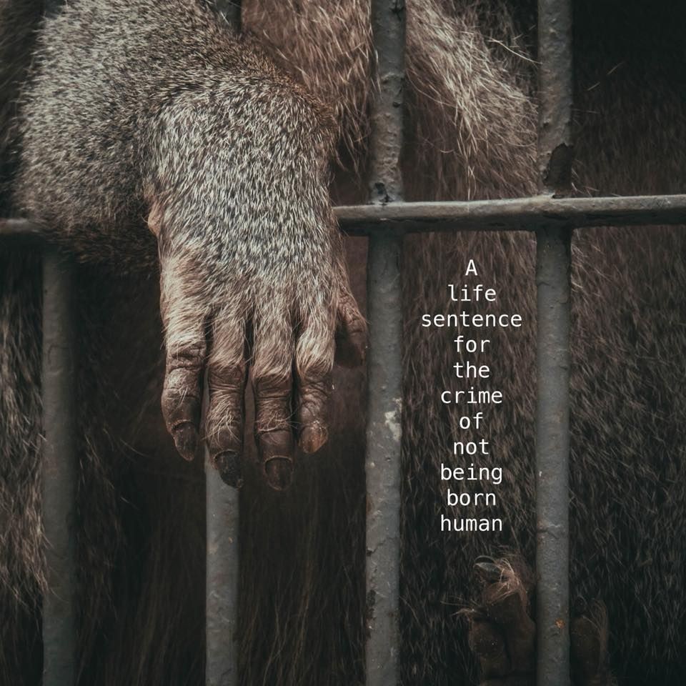 Animals In Zoos Quotes
