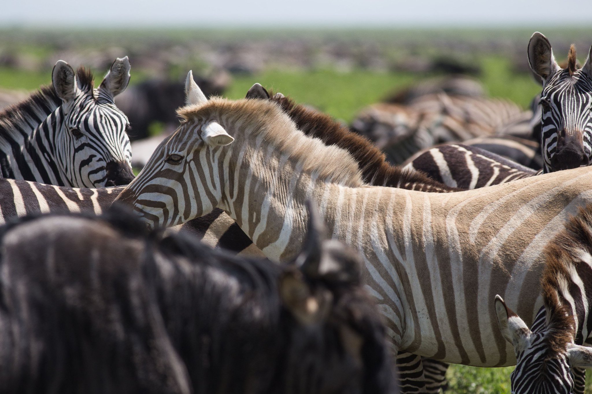 Leucistic Zebra