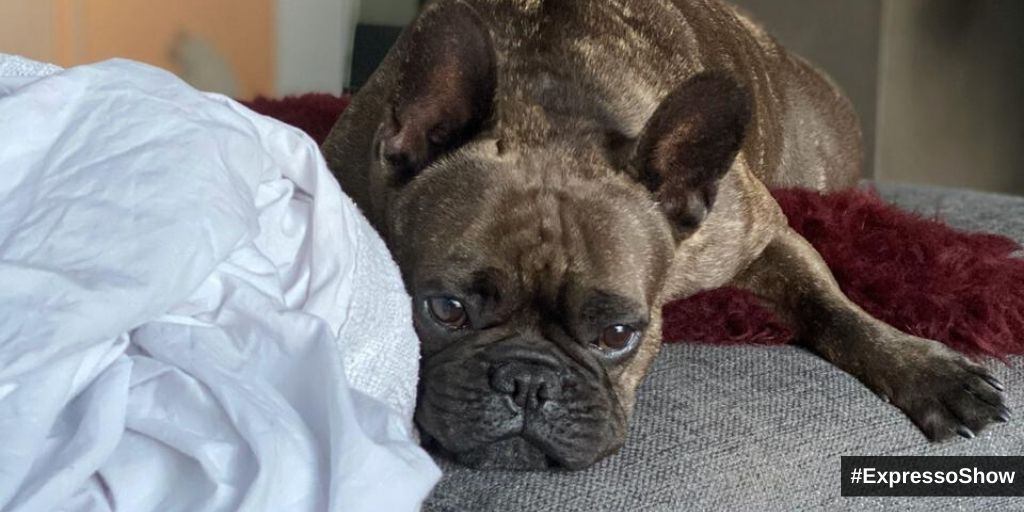 Bulldog Is Ill With Rabies