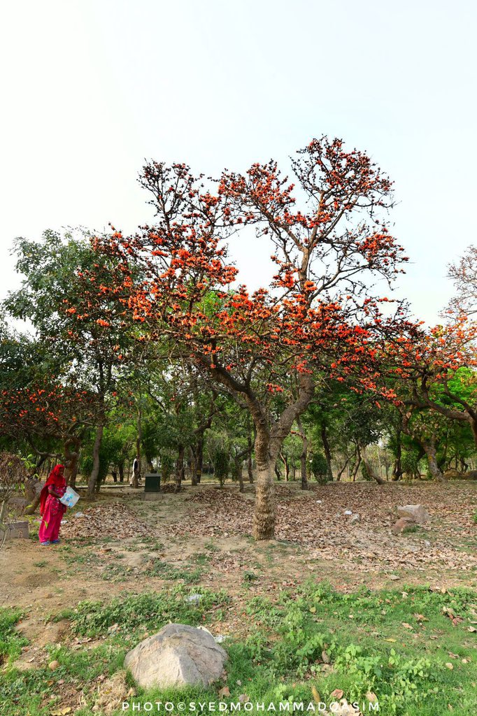 Palash Tree