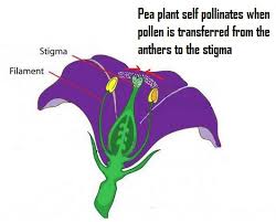 Self Pollination Pea Plants