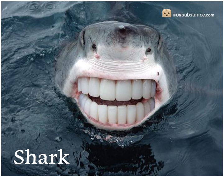 Animals Smiling With Human Teeth