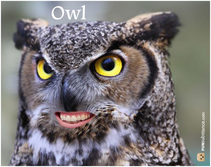 Birds With Human Mouths