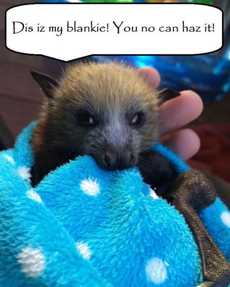 Cute Bat Memes