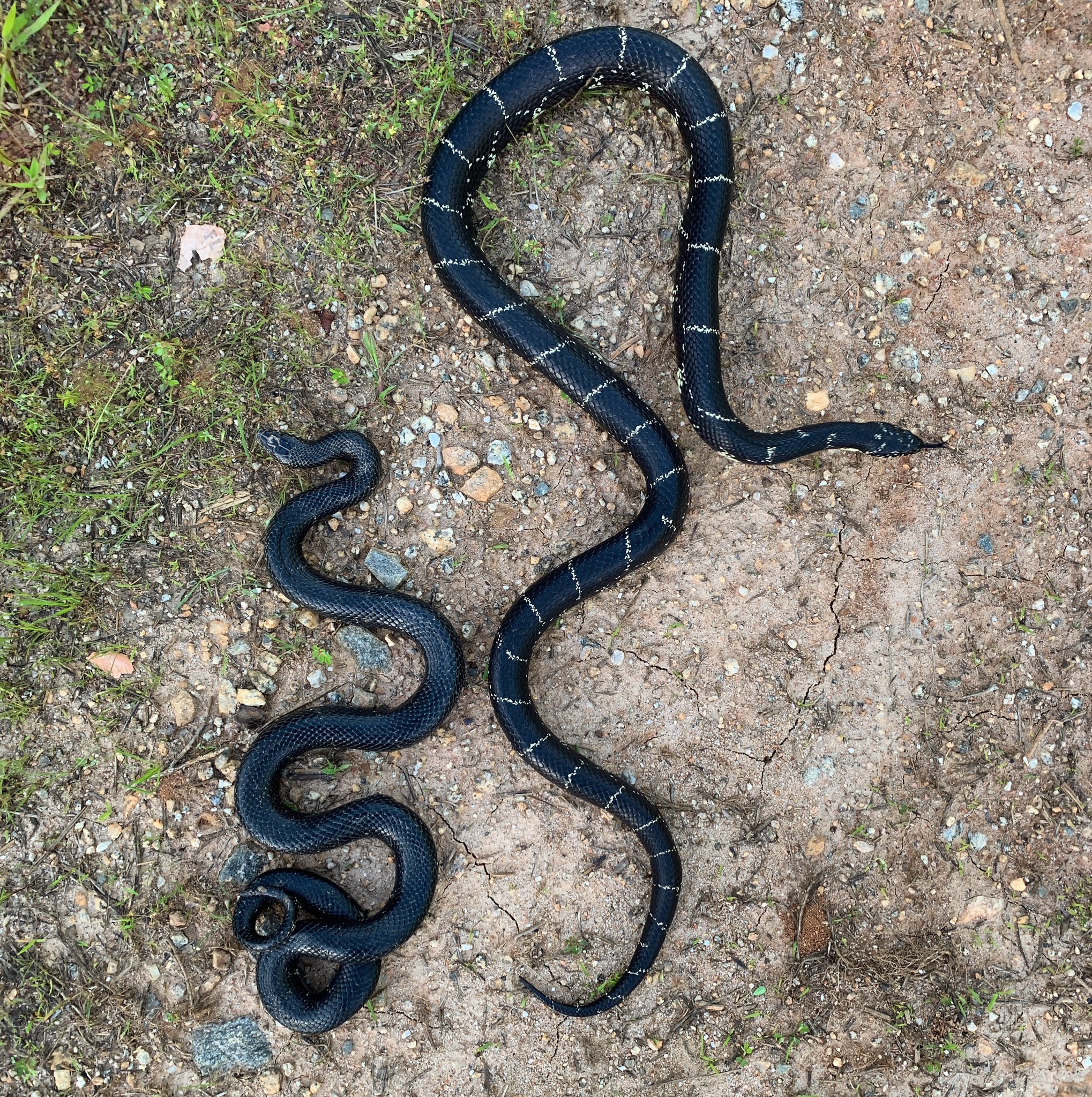 Eastern Kingsnake
