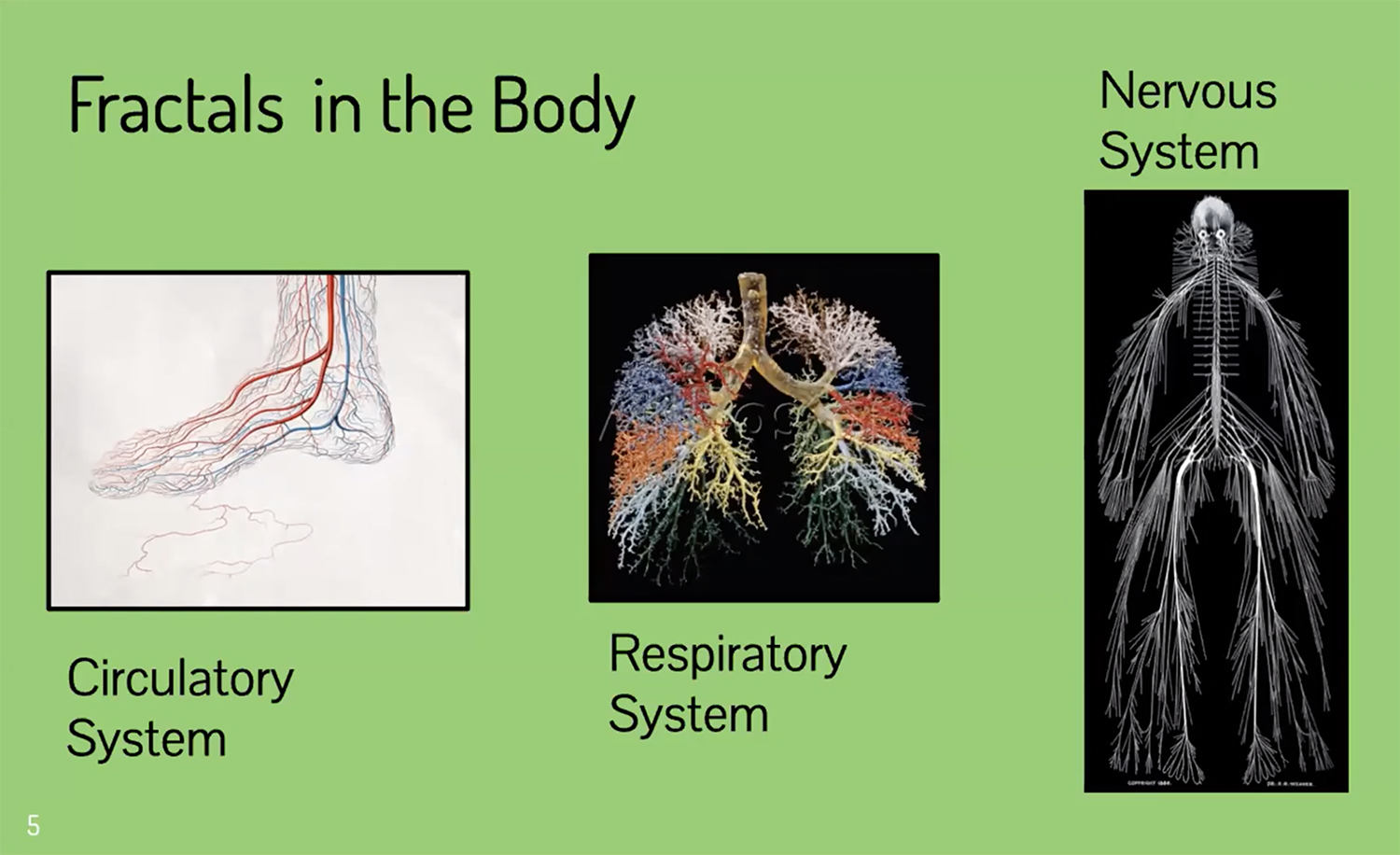 Fractals In Human Body