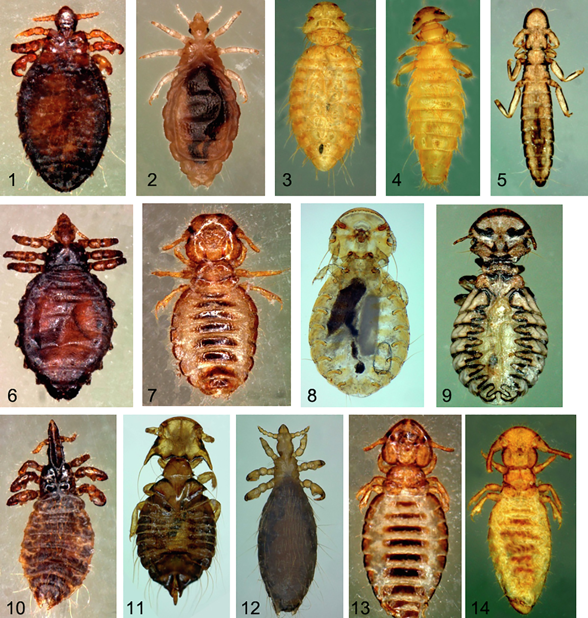 Different Types Of Lice