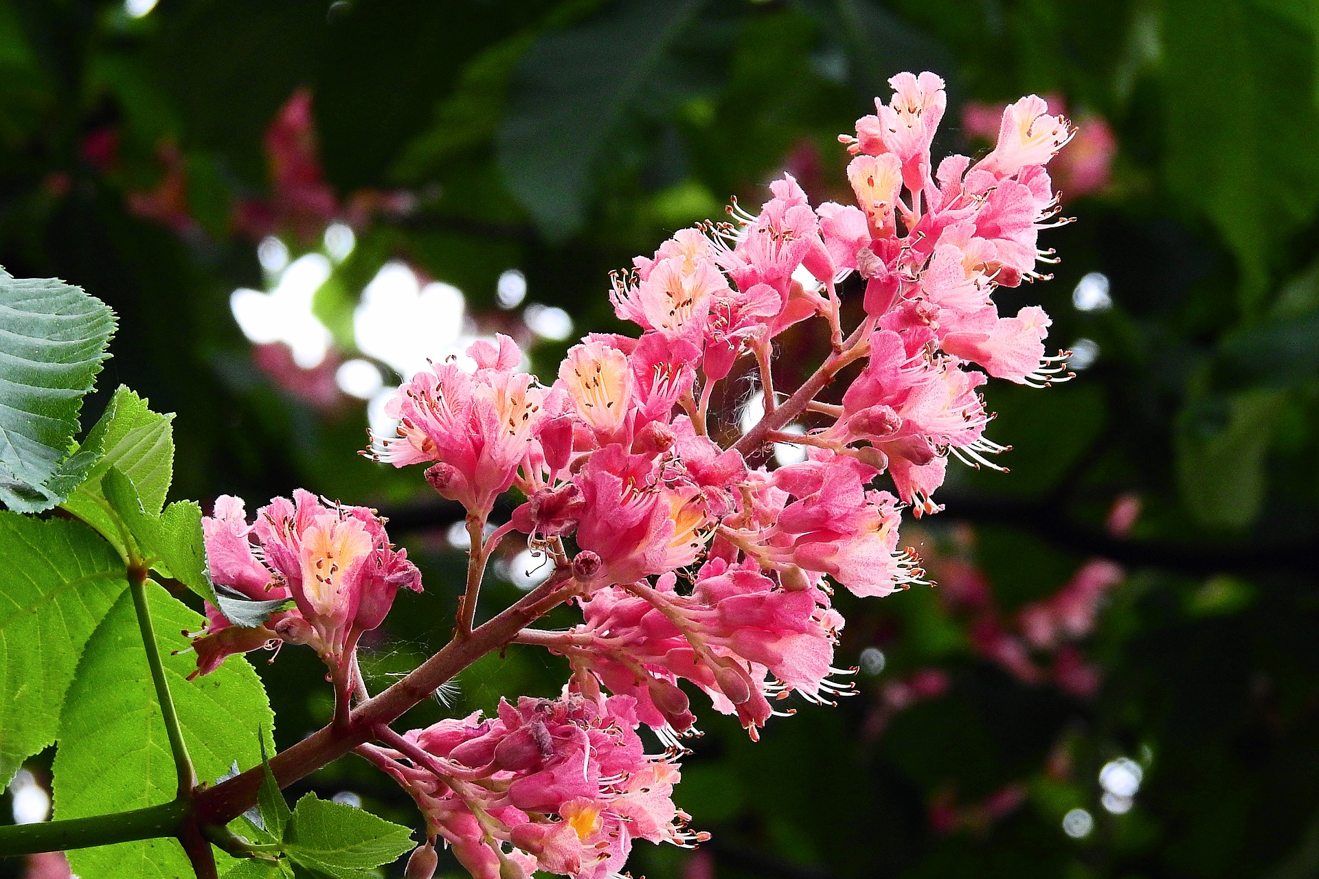Chestnut Tree Flowers