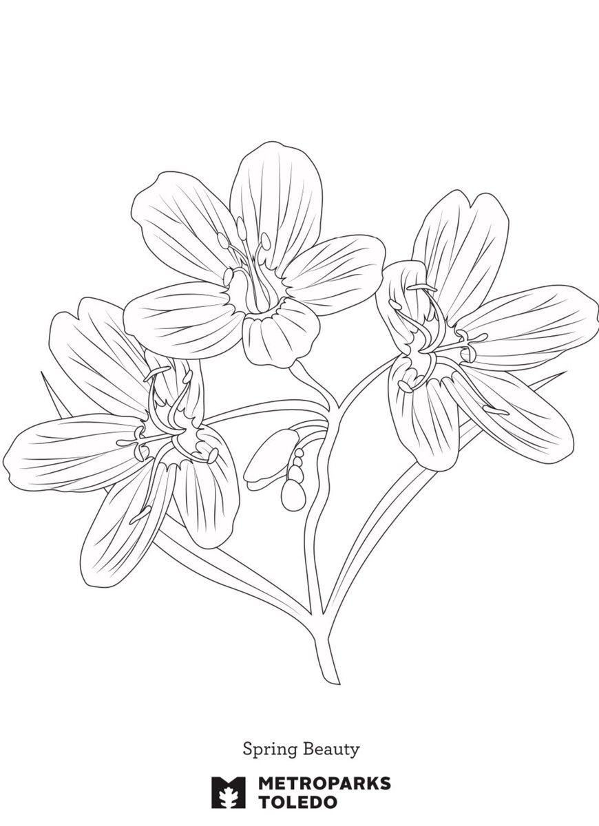 Purple Saxifrage Drawing