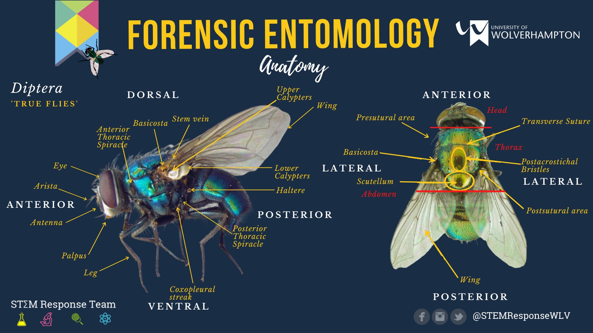 Diptera Anatomy