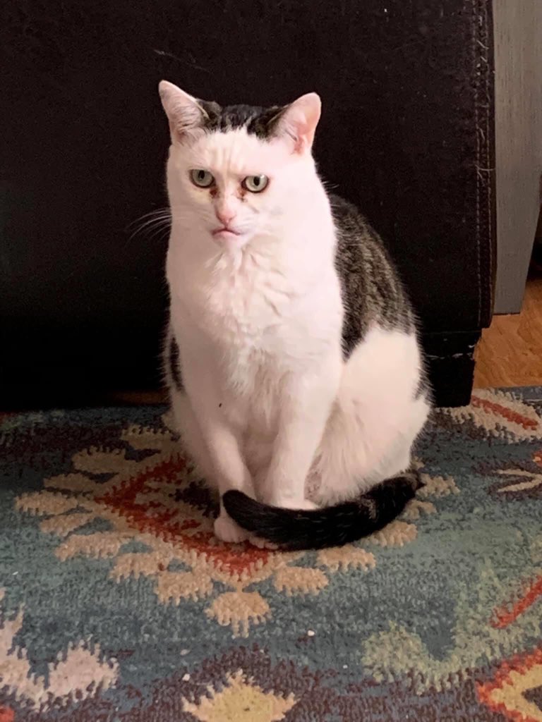 Steve Buscemi Eyes Cat