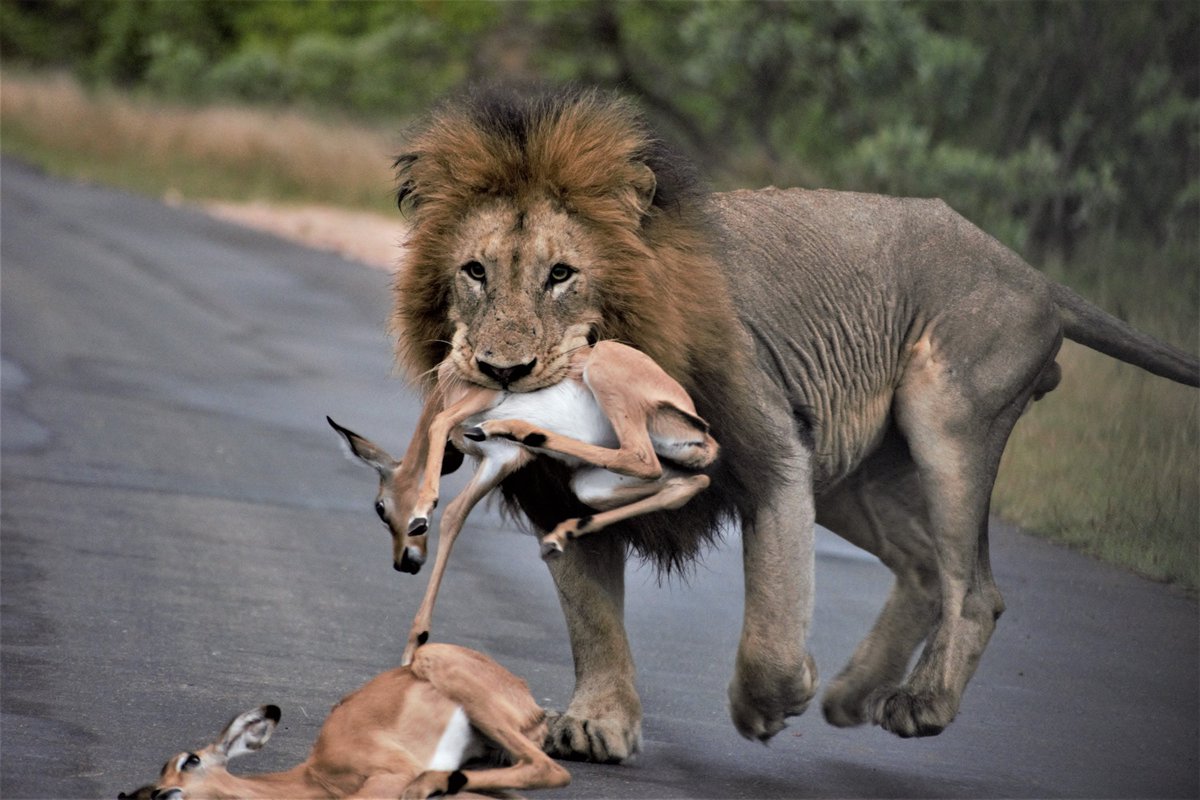 Predator Chasing Prey