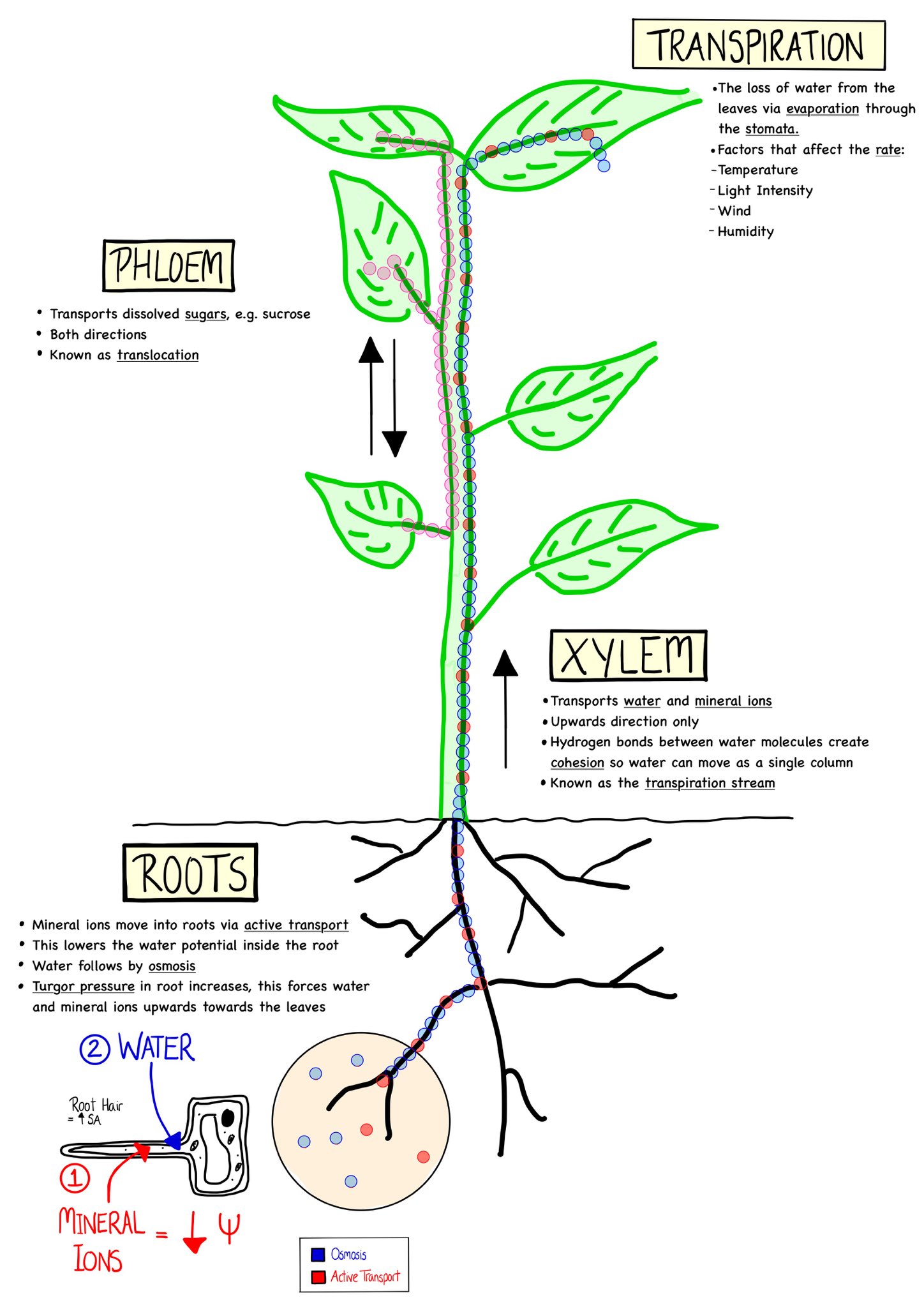 Plant Translocation Diagram