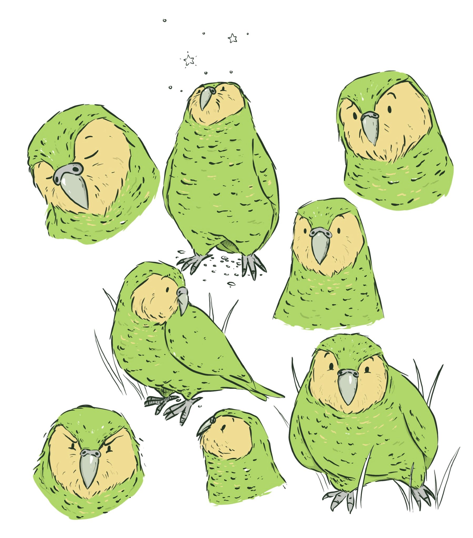 Kakapo Drawing