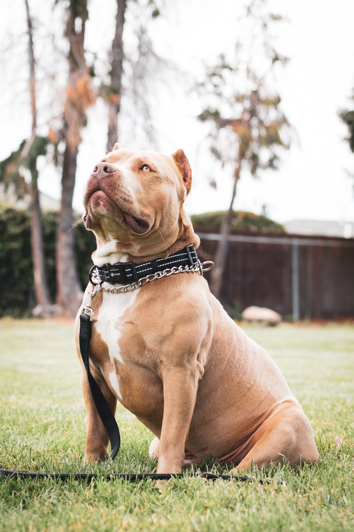 American Bully Xxl Wallpaper