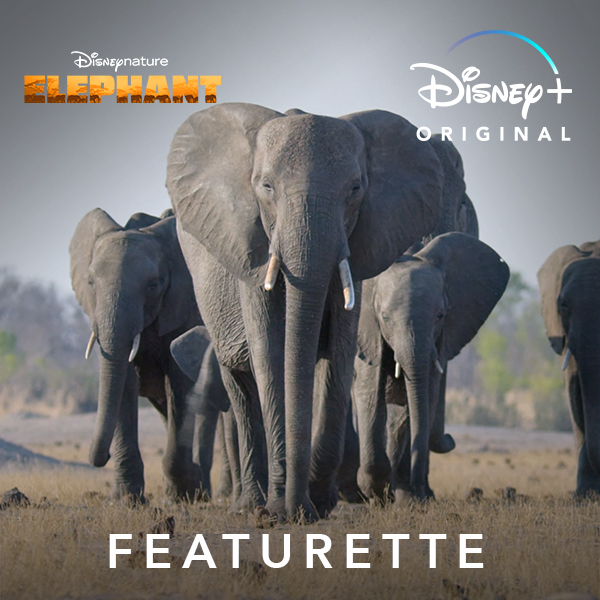 “This is a side of elephants we rarely see.” Disneynature’s Elephant ...
