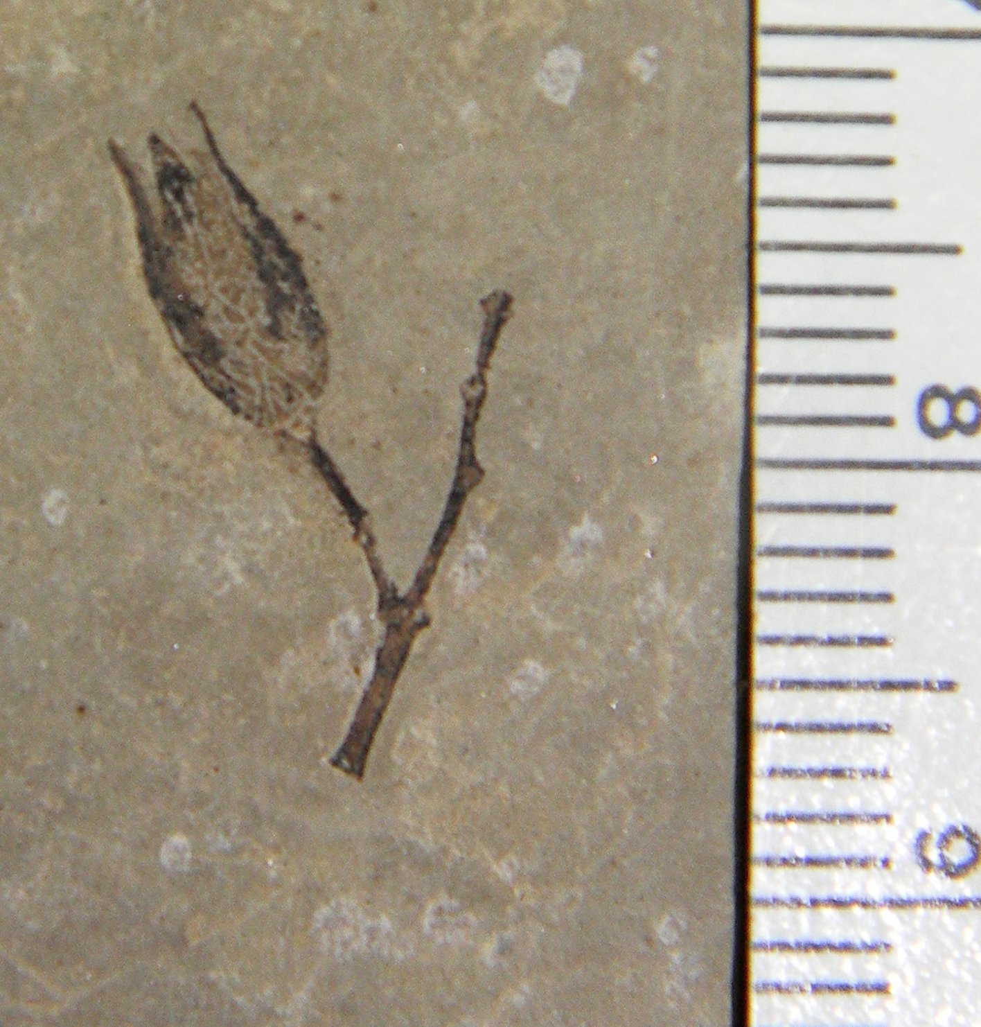 Green River Fossil Flowers