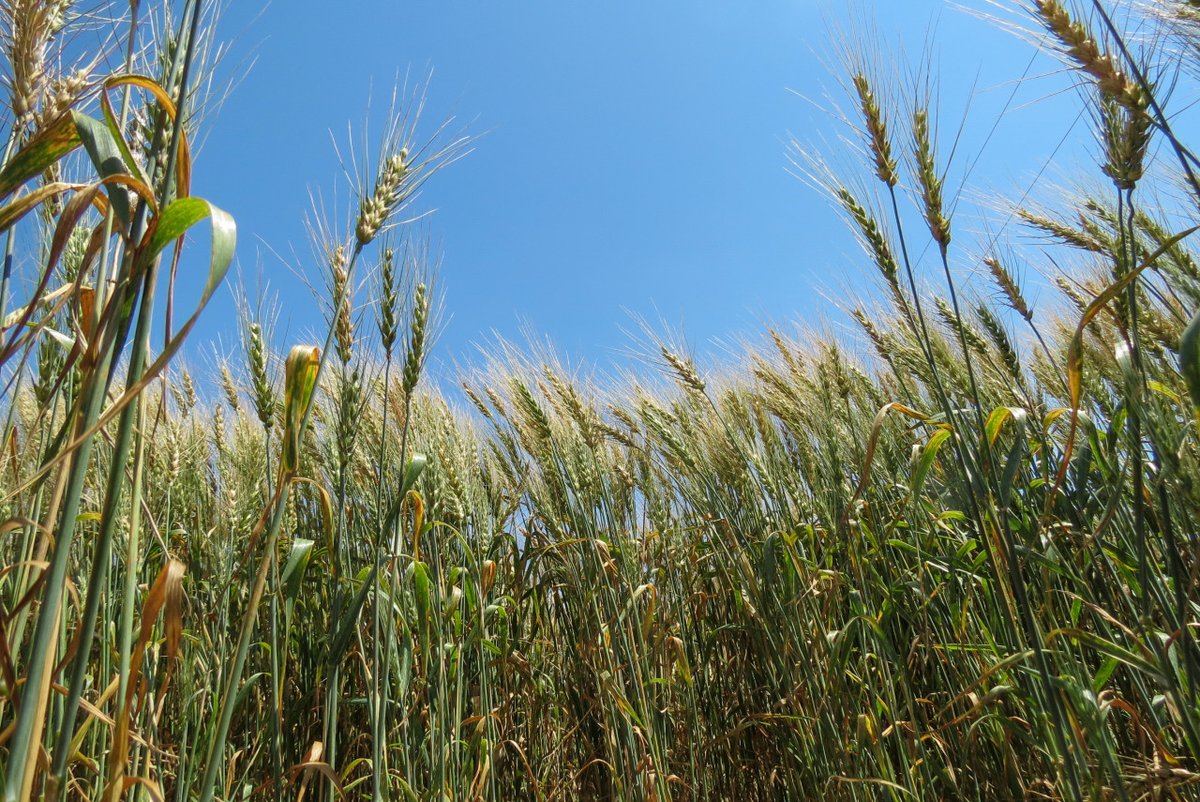 Precision Ag | Market Grains | Farming Technology - Agtegra