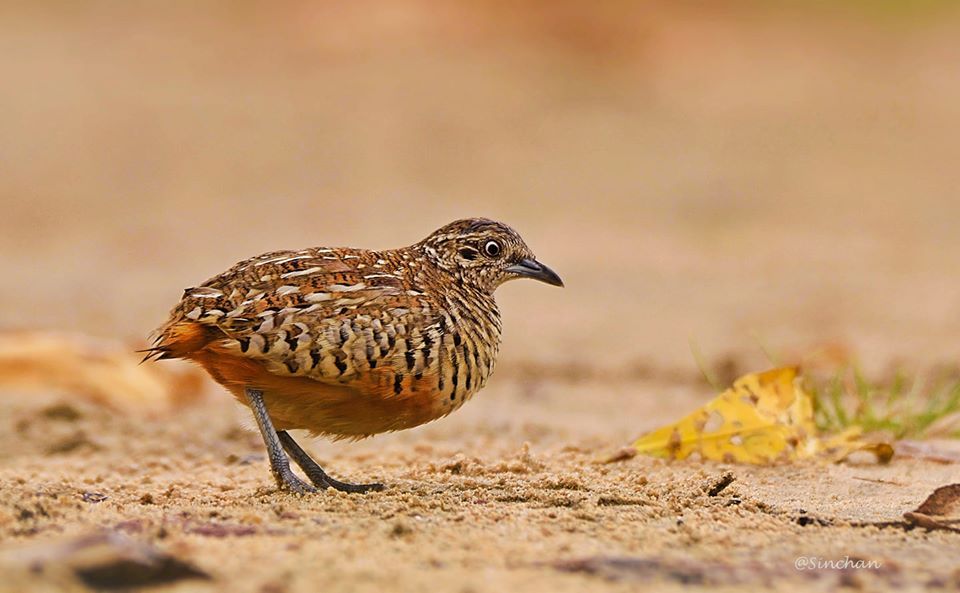 Indian Quail Bird