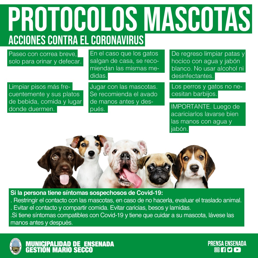 Se Puede Usar Alcohol En Perros