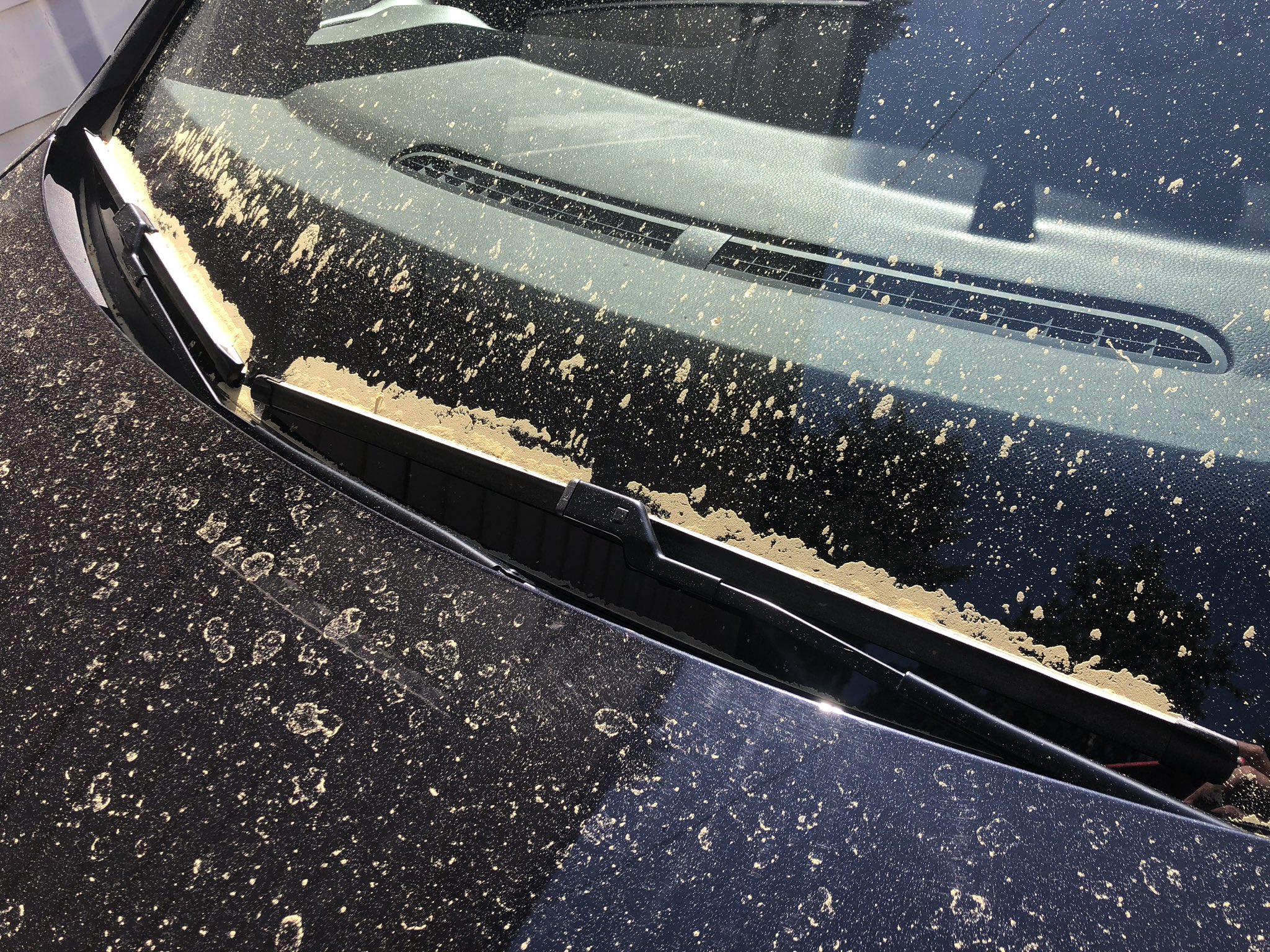 Tree Pollen On Car