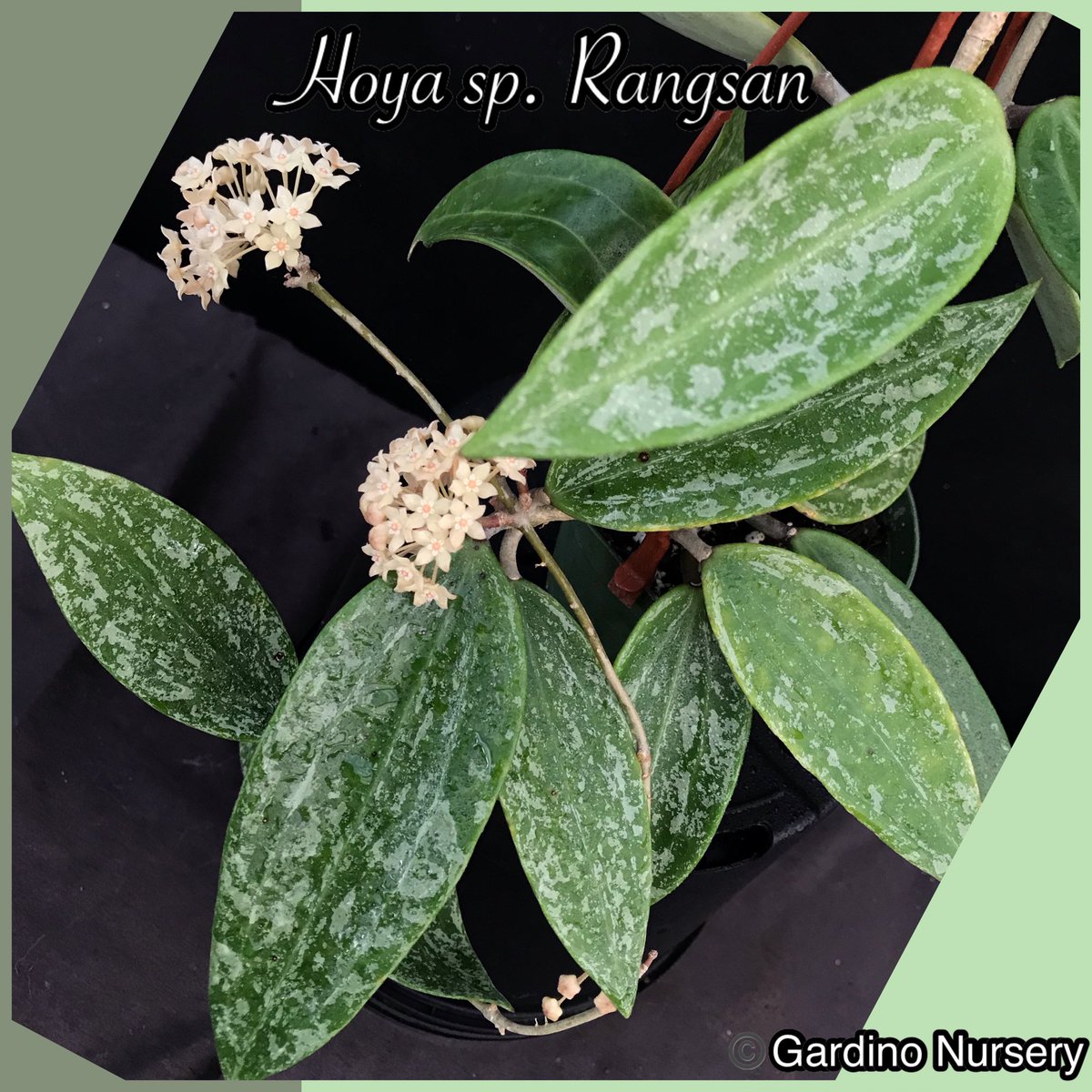 Outdoor & Gardening Ferns, Grasses & Bamboo Hoya Rangsan etna.com.pe