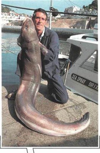 Giant Conger Eel