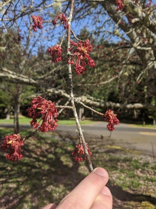 Red Maple Tree Flower