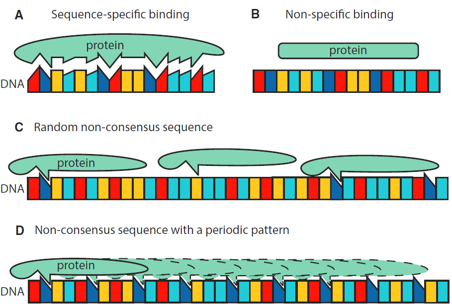 Undergraduate studentships & placements | Gene Regulation - Teif Lab