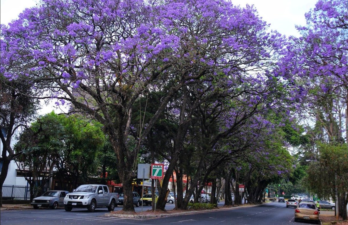 NuestraPostal | Los árboles de jacaranda engalanan las calles de ...
