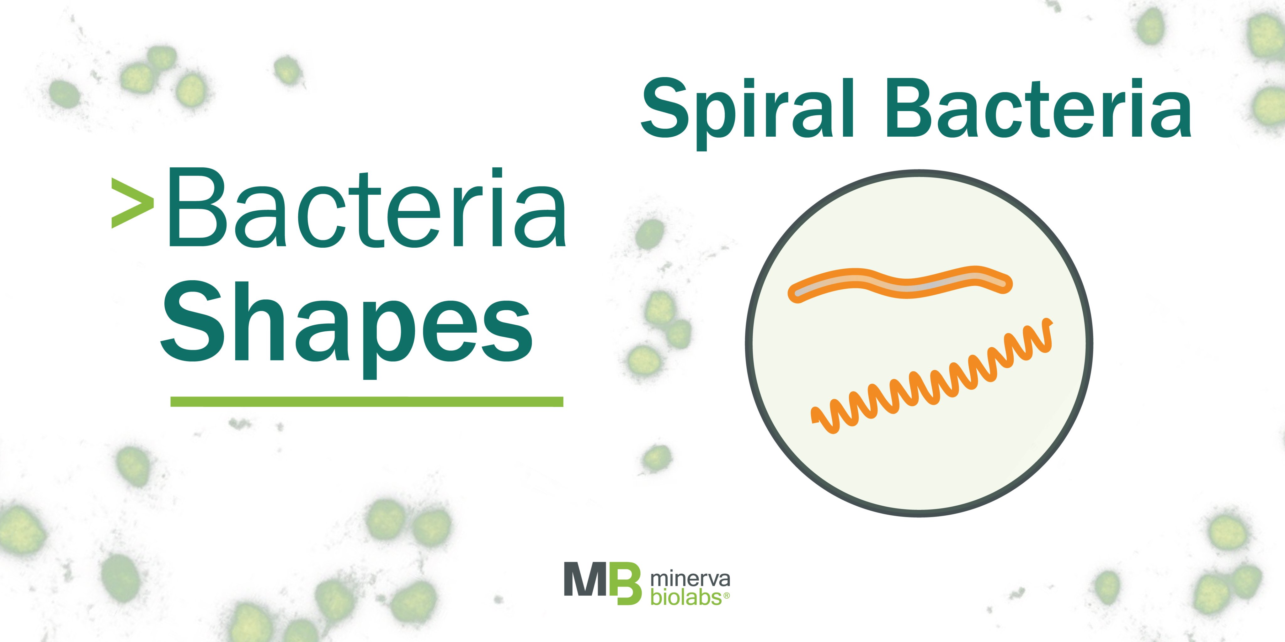 Types Of Spiral Bacteria