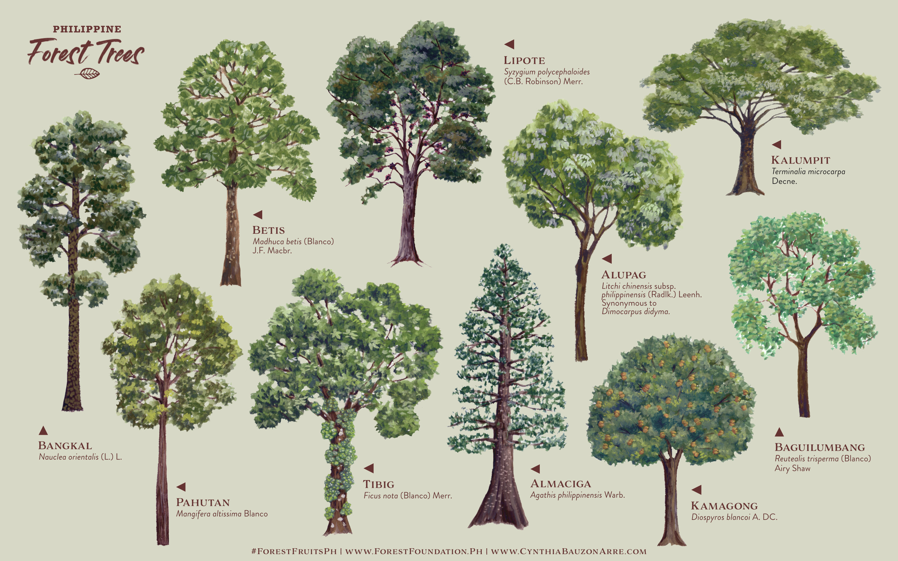Philippine Trees Names And Pictures
