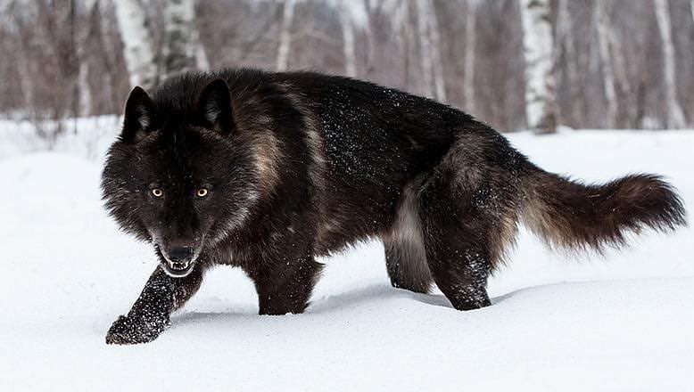 GitHub - Kimmoshiki/portfolio: 웹프로트엔드 개발자로 가는 웹퍼블리셔