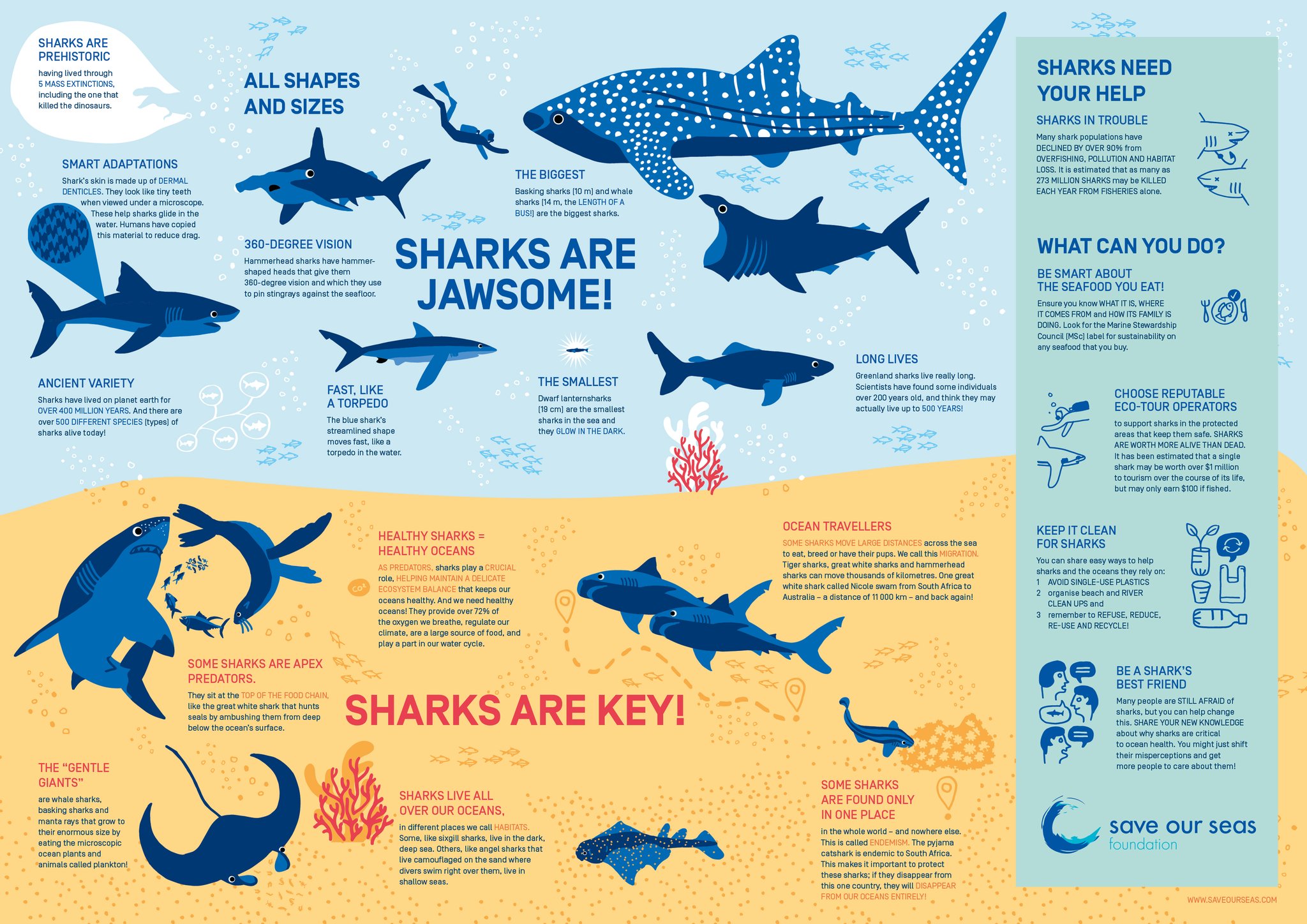 Ocean Food Chain Shark