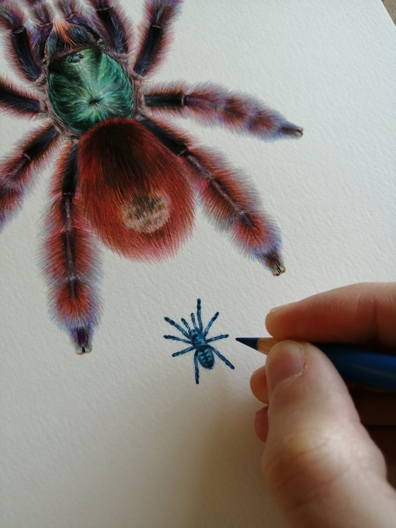 Avicularia Versicolor Sling