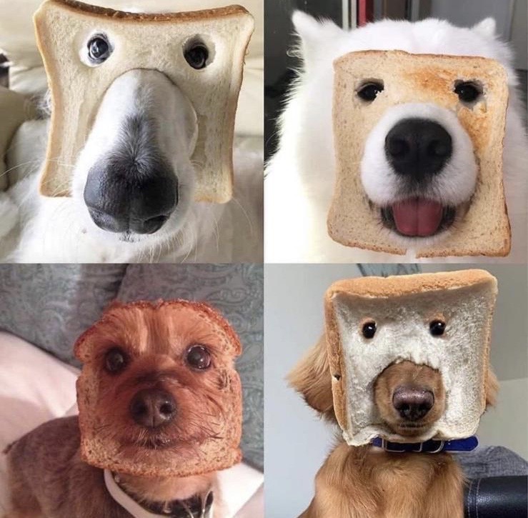 Dog Bread Face