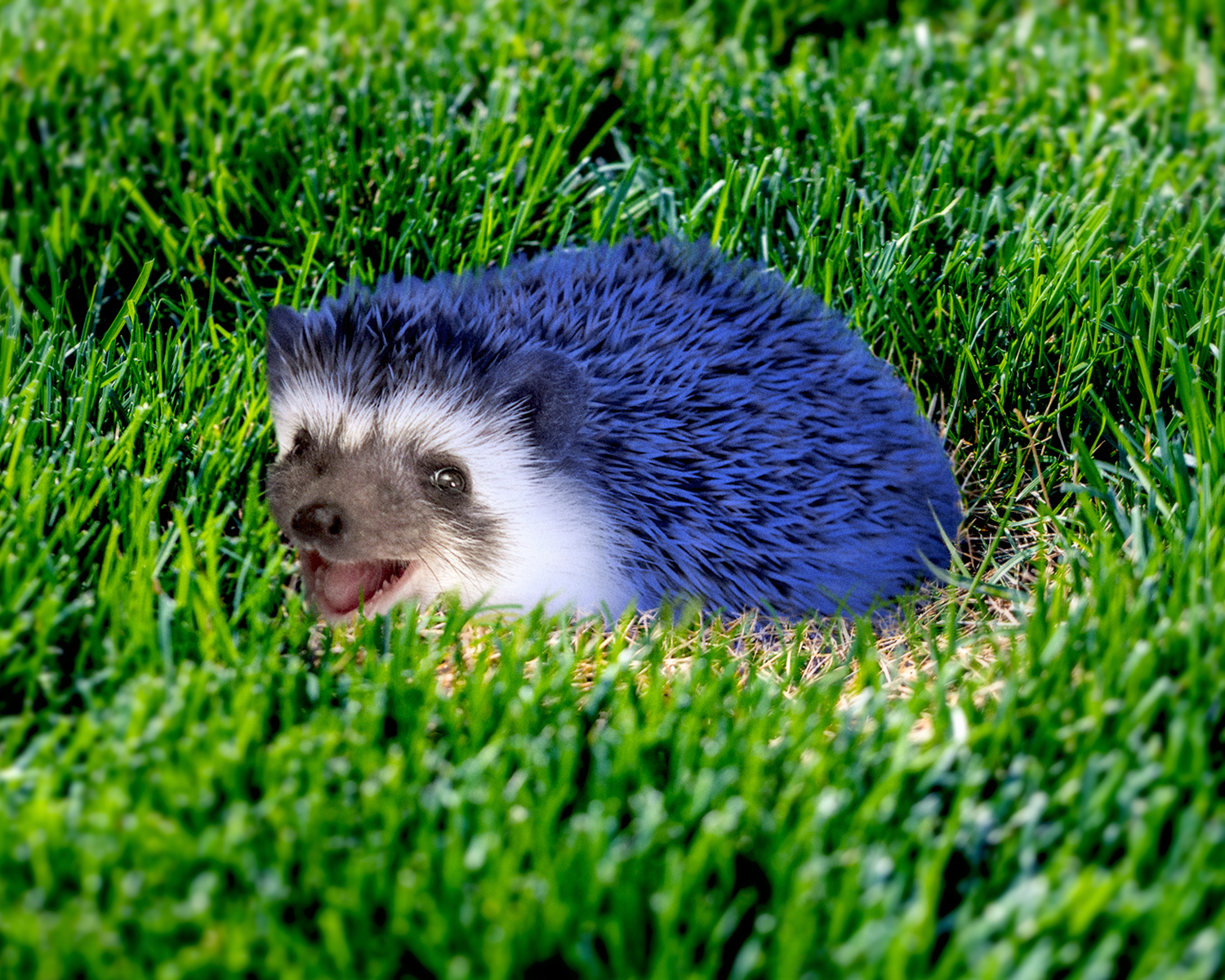 Blue Hedgehog
