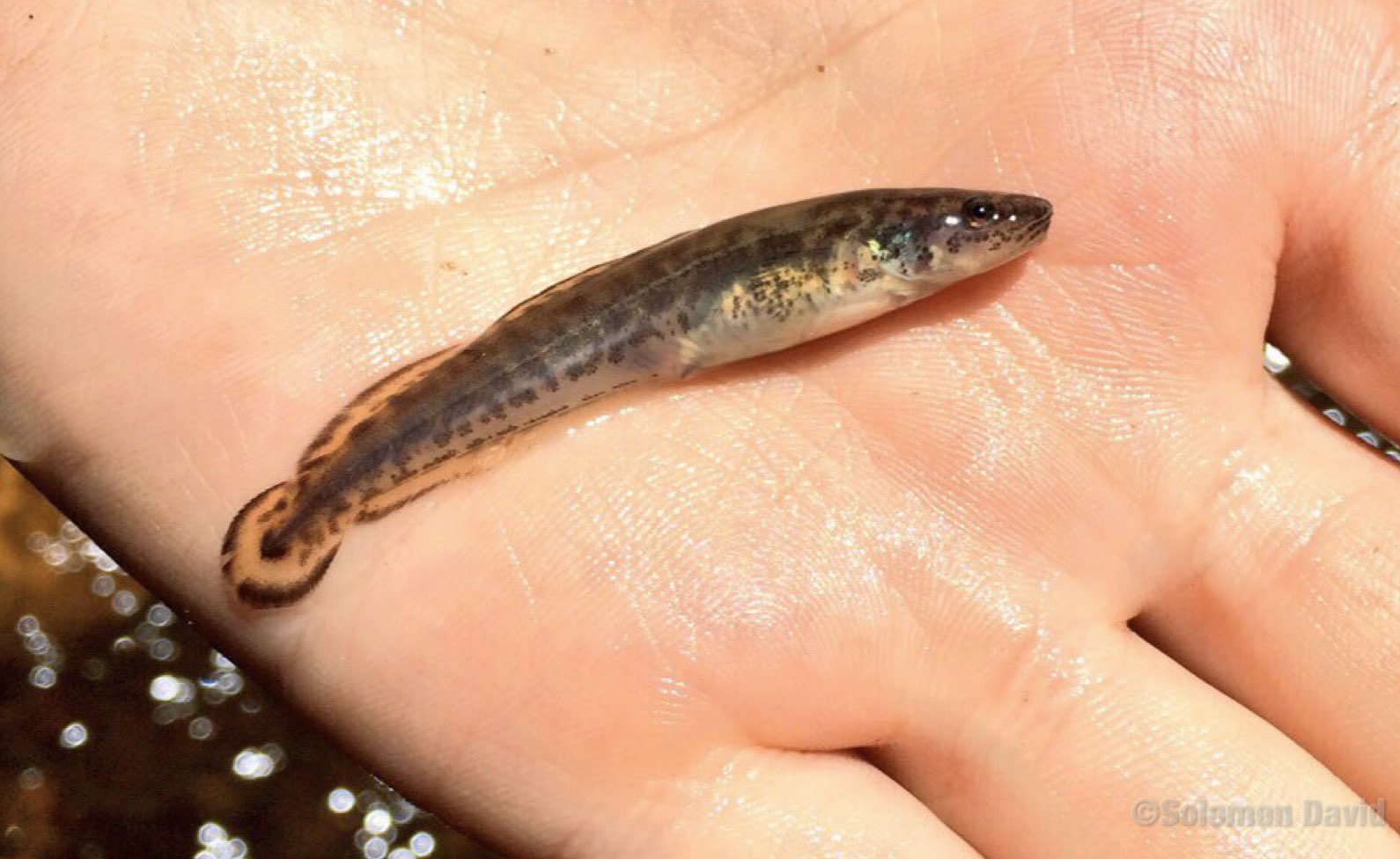 Baby Pike Fish