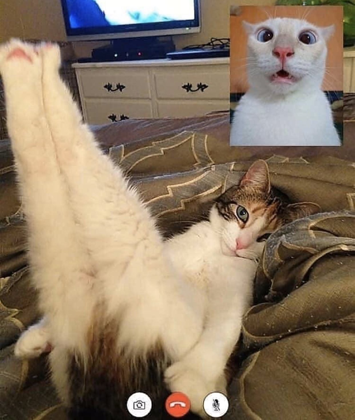 Facetime Template Tumblr