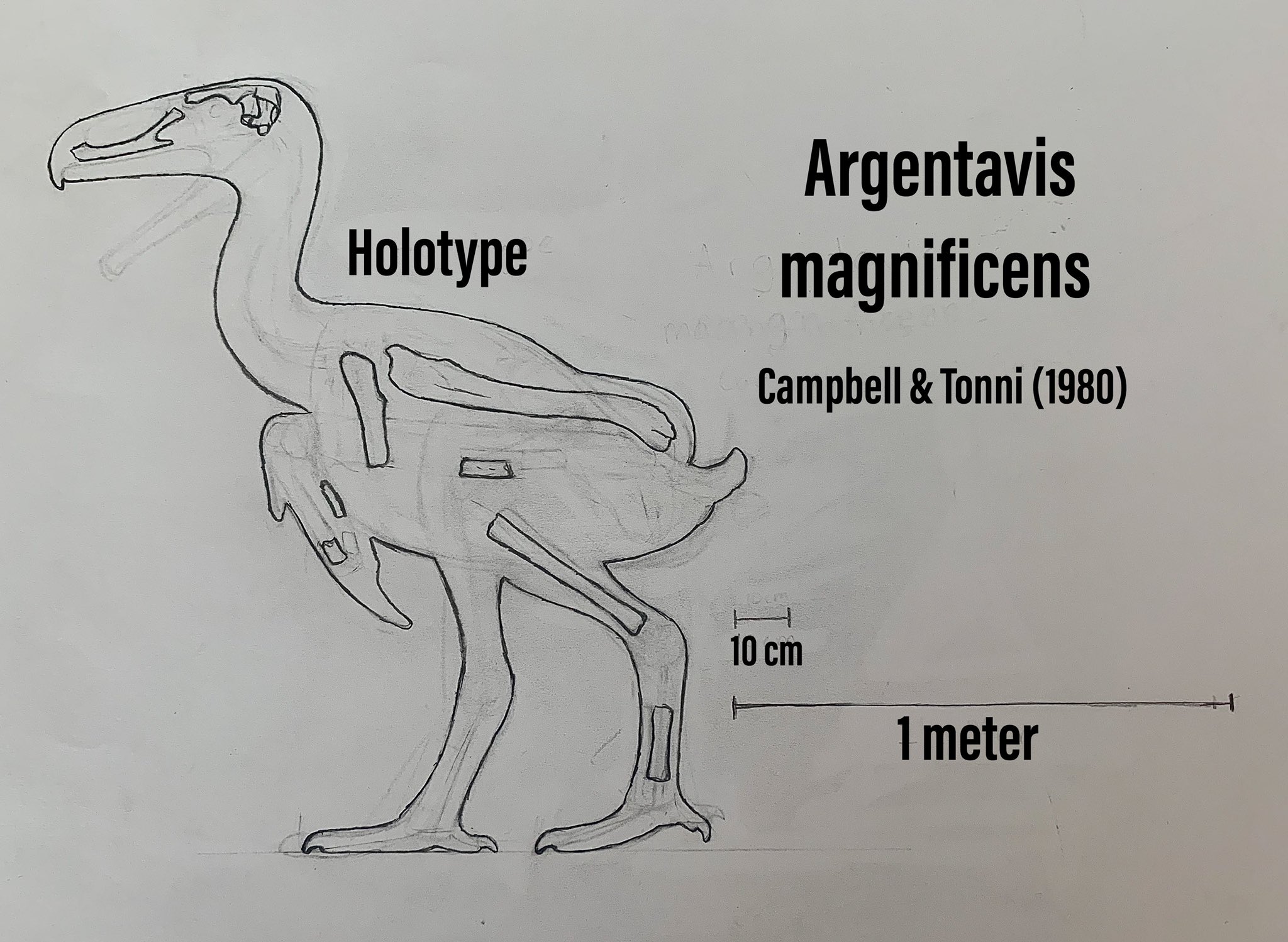 Argentavis Skeleton