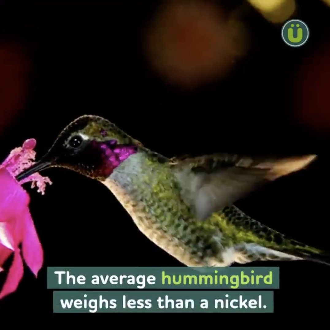 UberFacts On Twitter Some Truly Fascinating Facts About Birds Https t co IbENQfgmUq uberfacts-on-twitter-some-truly-fascinating-facts-about-birds-https-t-co-ibenqfgmuq
